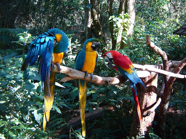 Coisas do Brasil: ARARAS AVES É COISA DO BRASIL
