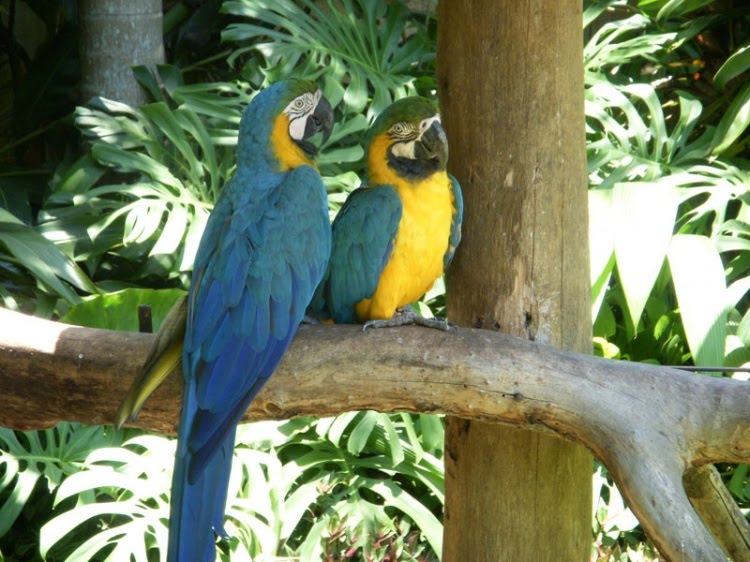 Coisas do Brasil: ARARAS AVES É COISA DO BRASIL