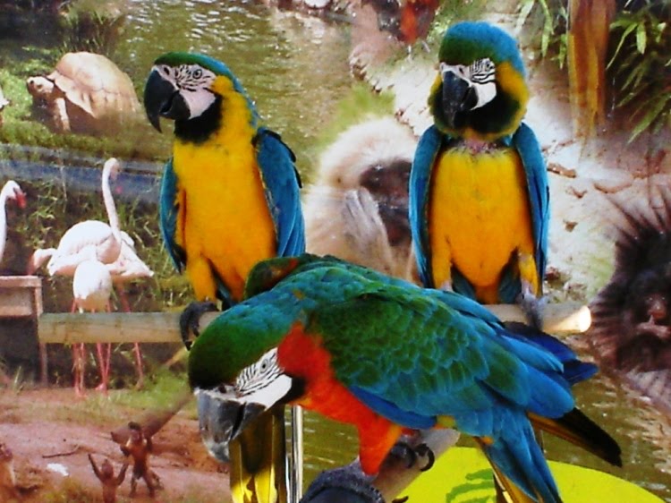 Coisas do Brasil: ARARAS AVES É COISA DO BRASIL