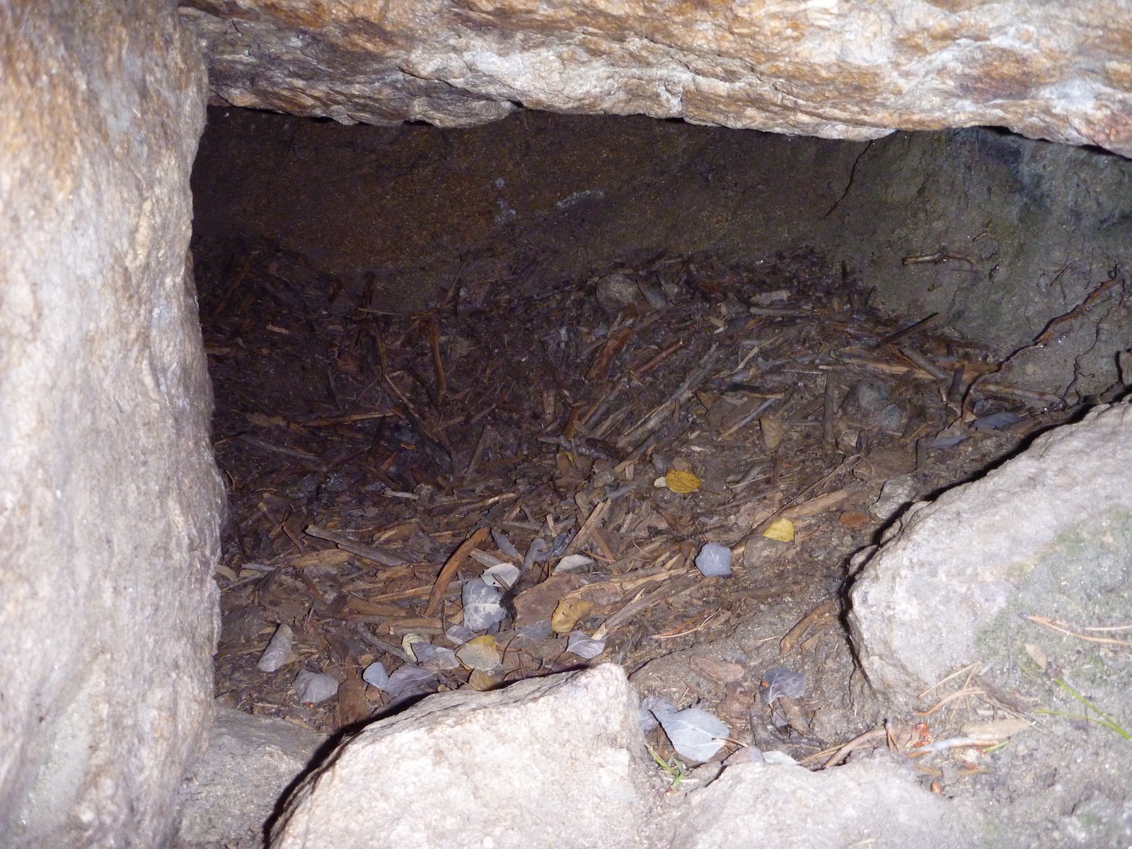 Romping and Rolling in the Rockies: Bear Den in Photos: November - December