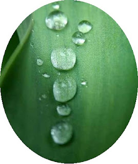 ECPI (Electro Clustered Positive Ion Water): ECPI Water