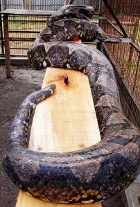 1001Archives: World's Biggest Snake in Indonesia