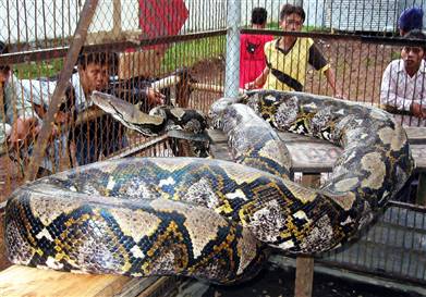 World's Biggest Snake in Indonesia ~ MyClipta