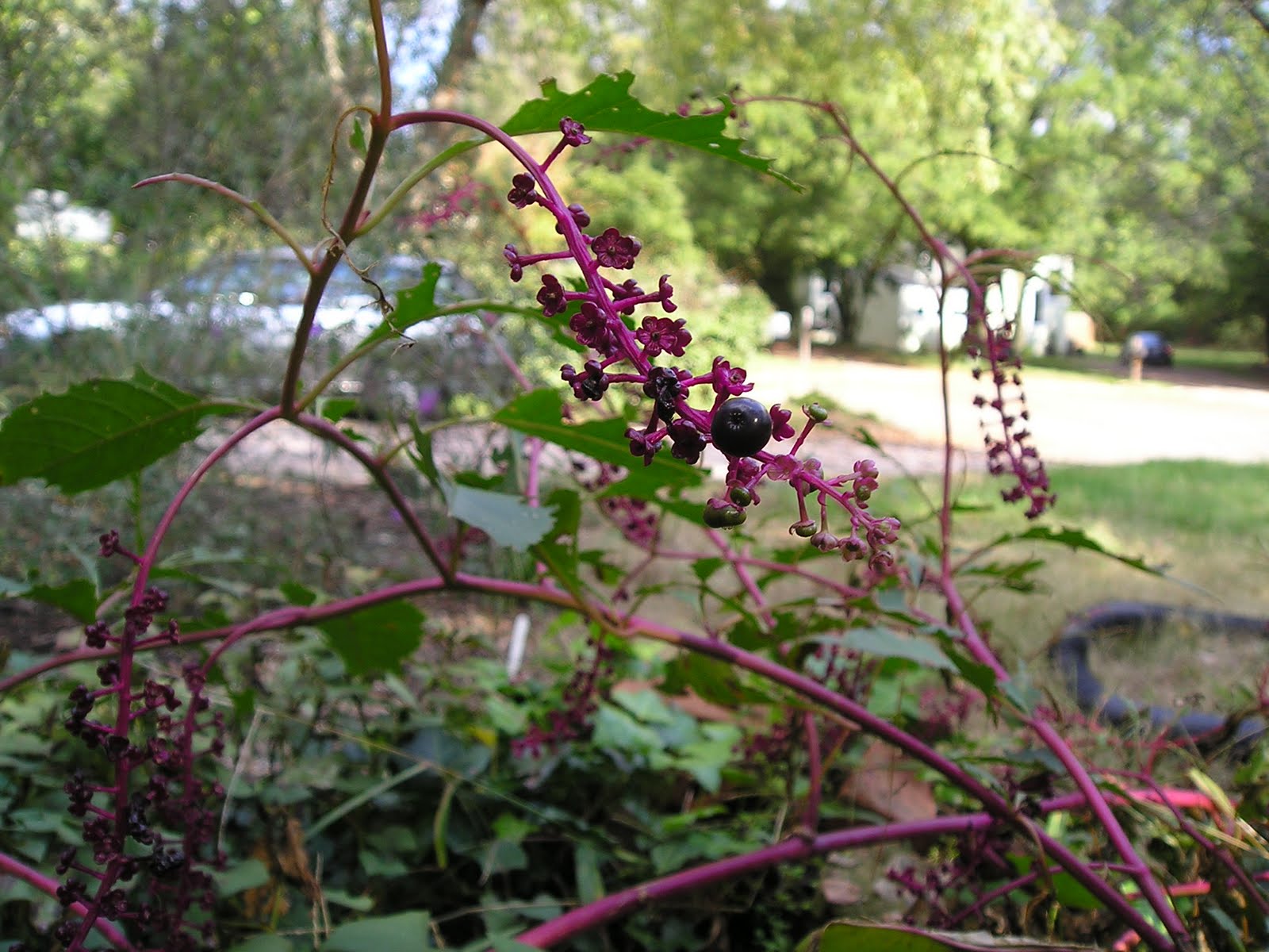 My So-Holistic Life: Poke Berry Root