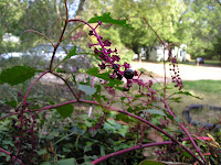 My So-Holistic Life: Poke Berry Root