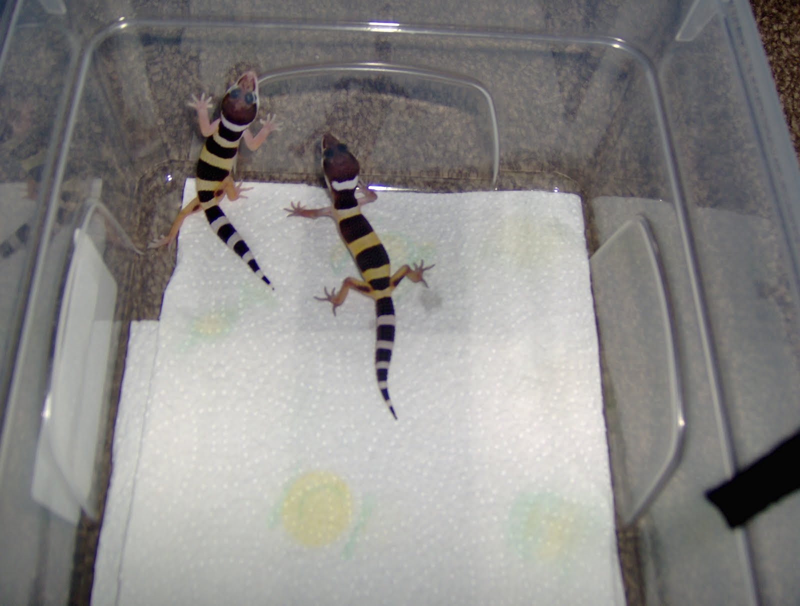 Lowestoft Leopard Geckos and other reptilestoo: 12. Wild caught ...