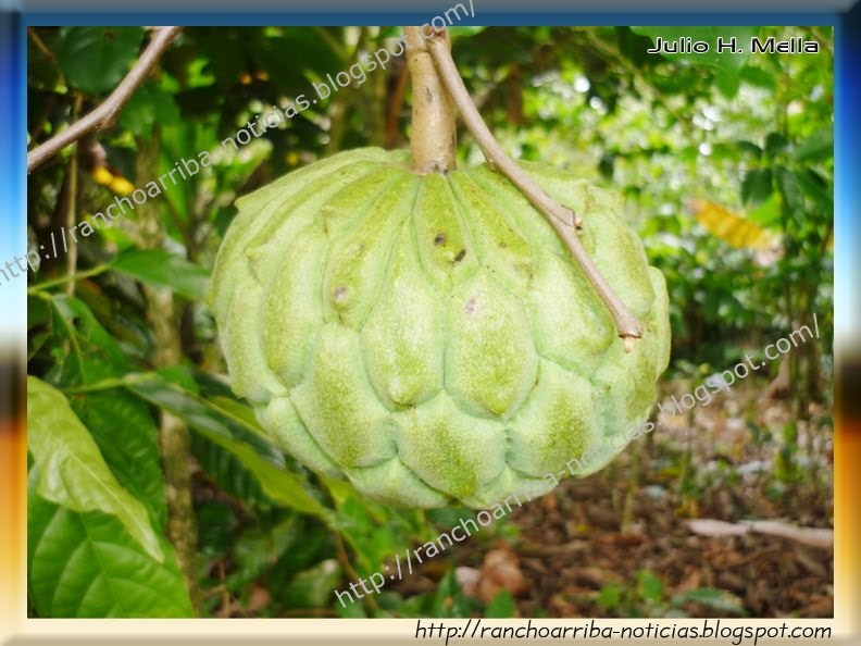 rancho arriba: CANDONGO (ANON)