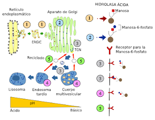 ENZIMAS: HIDROLASAS
