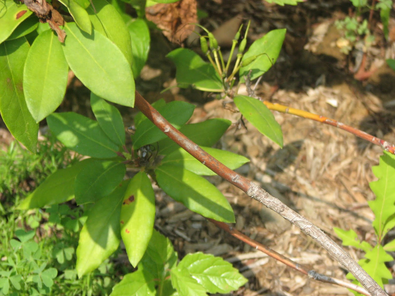 NBC AP Biology 10-11: Biology Collection 1: Hunter Pates