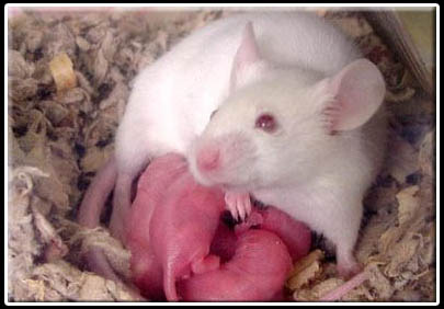 -Bioterio-: Reproducción del ratón