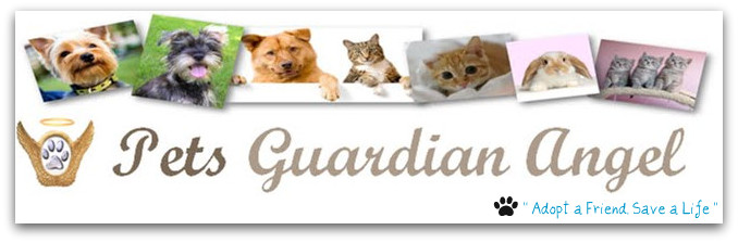 Pets Guardian Angel: MERRY CHRISTMAS