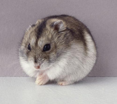 madalina'blogg: despre hamsteri