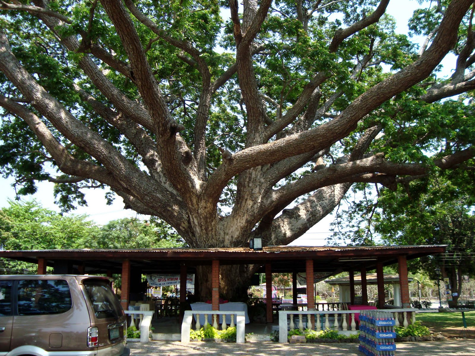 Living with Nature - School on Blog by Dr. Abercio V. Rotor: The World ...