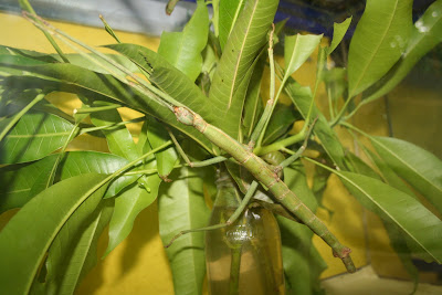 Living with Nature - School on Blog by Dr. Abercio V. Rotor: UST ...