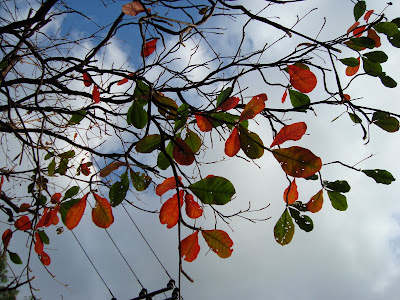 Living with Nature - School on Blog by Dr. Abercio V. Rotor: Talisay ...
