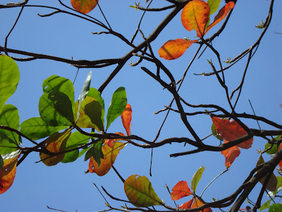 Living with Nature - School on Blog by Dr. Abercio V. Rotor: Talisay ...
