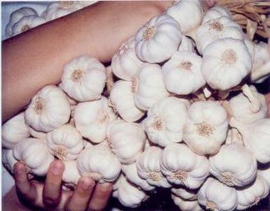 Naturalism - the Eighth Sense: Garlic: Miracle Health Food and Medicine ...