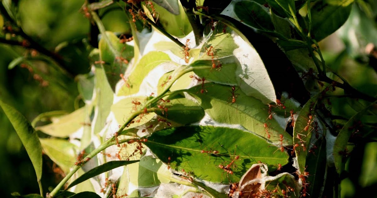 Naturalism - the Eighth Sense: Hantik! (Green Tree Ant)