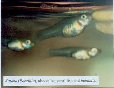 Living with Nature - School on Blog by Dr. Abercio V. Rotor: The ...