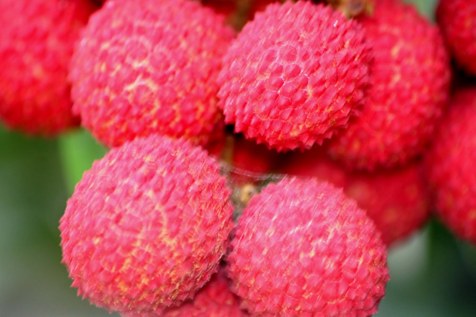 Living with Nature - School on Blog by Dr. Abercio V. Rotor: Fruiting ...