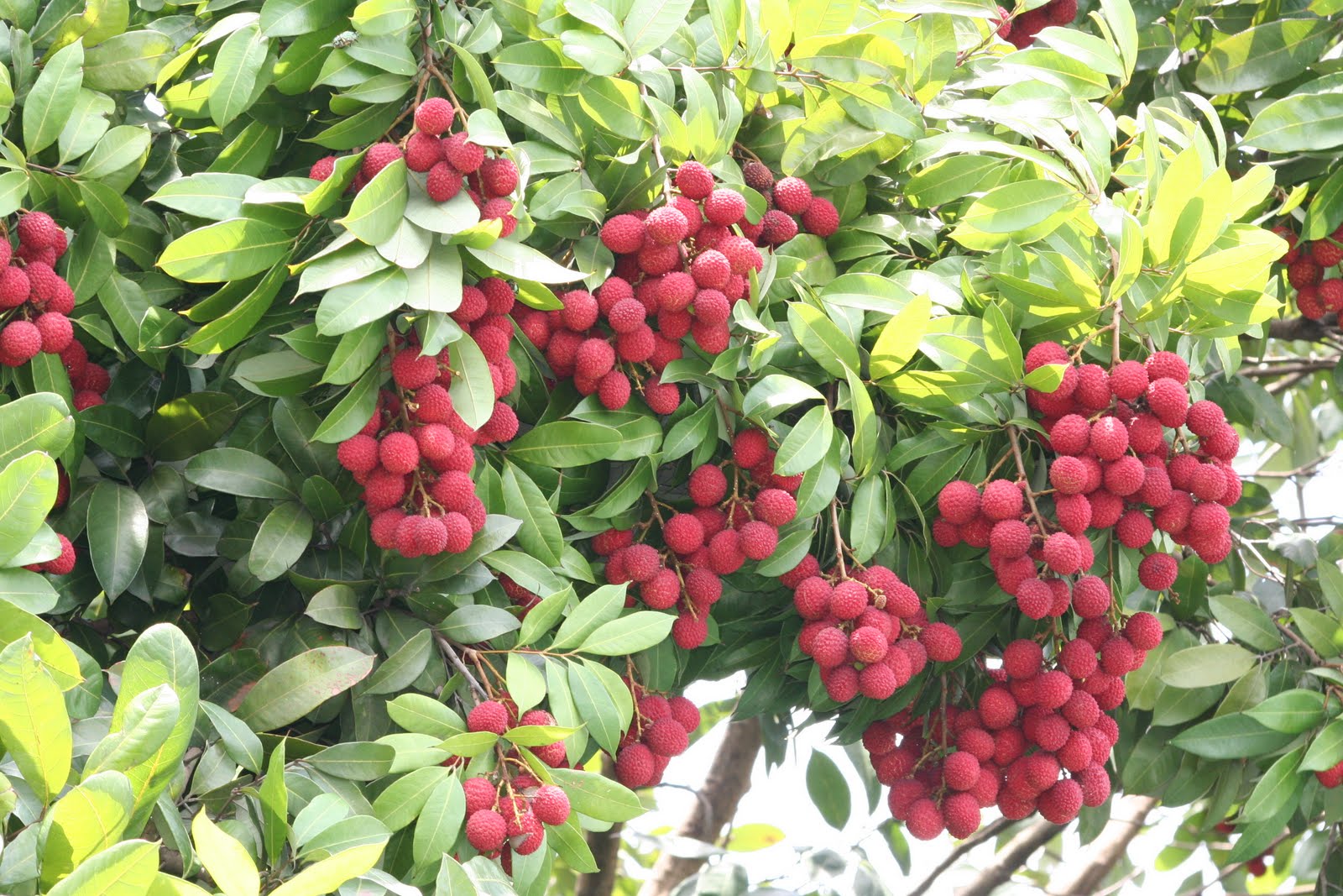 Living with Nature - School on Blog by Dr. Abercio V. Rotor: Fruiting ...