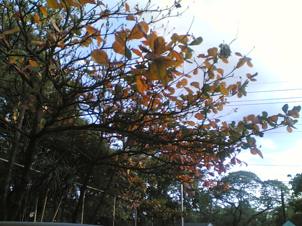 Living with Nature - School on Blog by Dr. Abercio V. Rotor: Trees ...