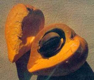 Living with Nature - School on Blog by Dr. Abercio V. Rotor: Monsoon ...