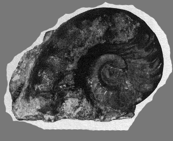 Living with Nature - School on Blog by Dr. Abercio V. Rotor: Chambered ...