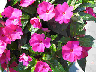 Flores y Jardin: Patio Plantas anuales: Alegria de Guinea