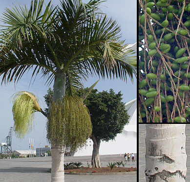 Todo Jardines: Palma Botella o Astil