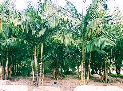 Todo Jardines: Palma de Col o Manaca - Palmito
