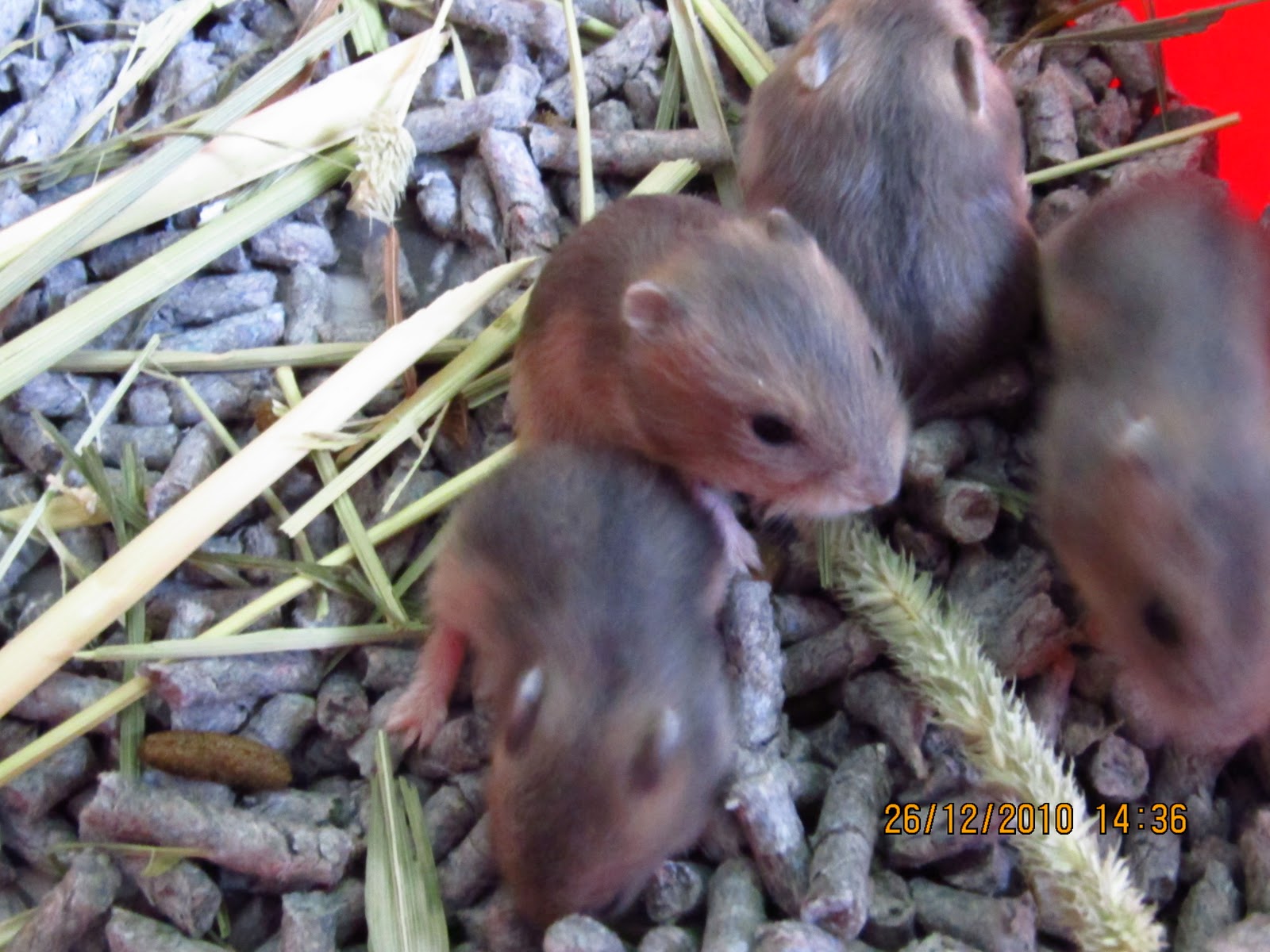 Jake's small mammals: Winter White Sapphire hamster pups!!
