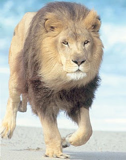 Mis amigos los animales: ANIMALES VERTEBRADOS: MAMÍFEROS- EL LEÓN