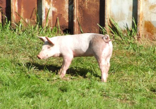 A Beautiful Life: How to Catch a Greased Pig