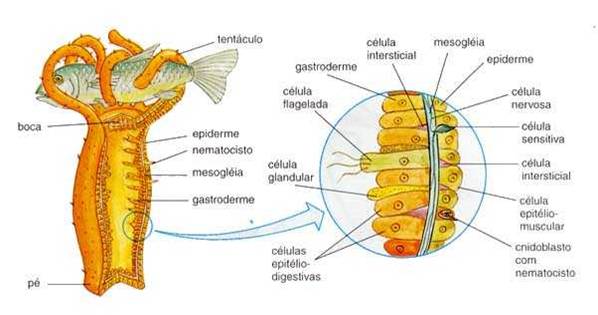 Biologia em Movimento: Filo Cnidaria.