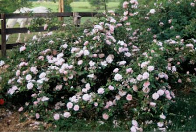 Roses Are Plants Too: A Rose To Know. Kathleen Harrop.