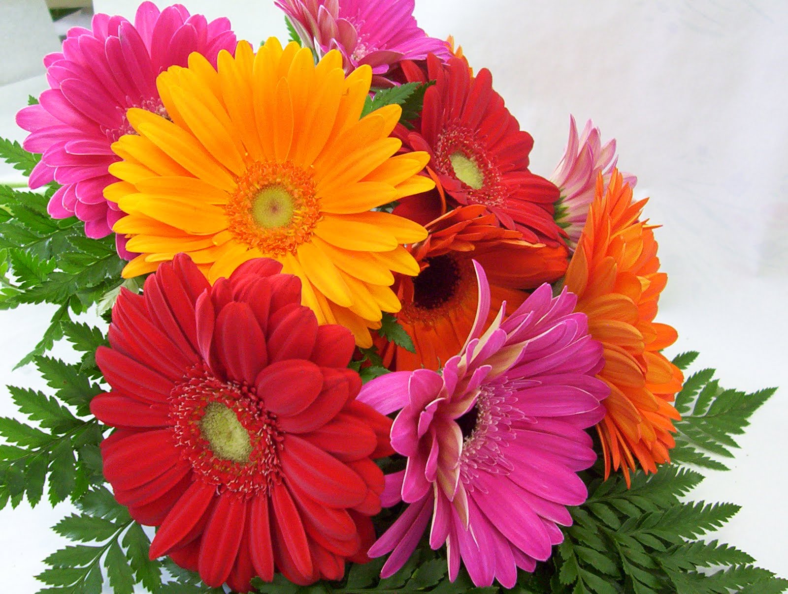 florista: gerberas