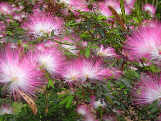 Terra do Sol Bonsai: Caliandra