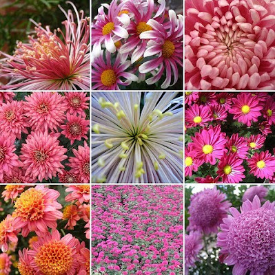 O Crisântemo é Fácil de Cultivar - Multiflora Fernandopolis ...