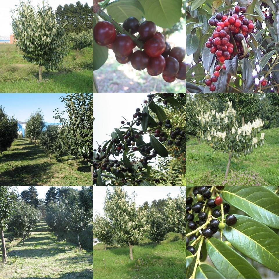 Wiki trend: KARAYEMİŞ (Laurocerasus officinalis)