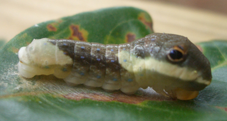 Creature Talk!!: Spicebush Swallowtail
