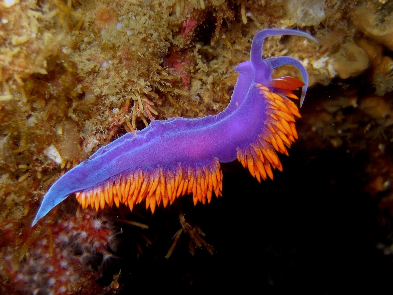 Creature Talk!!: Nudibranch