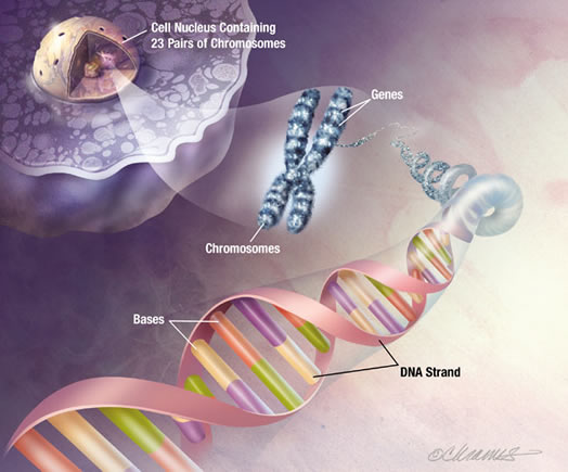 Genetics Information: GENETIC ENGINEERING