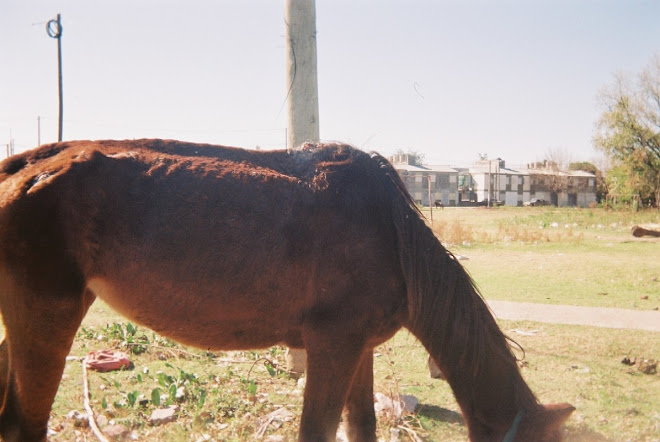 ENFERMEDADES DE ORIGEN METABOLICO: RAQUITISMO
