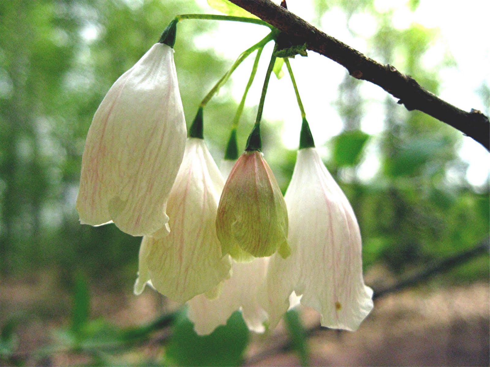 1003 Gardens: 4/4/10 - 4/11/10