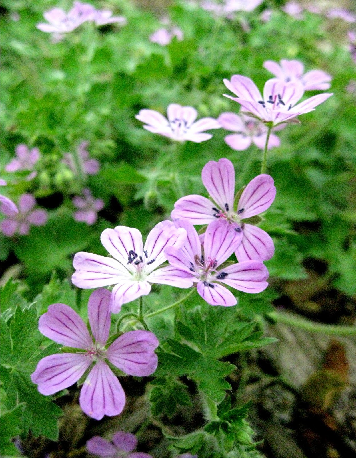 1003 Gardens: Geranium albanum...one of the plants Stefan brought back ...