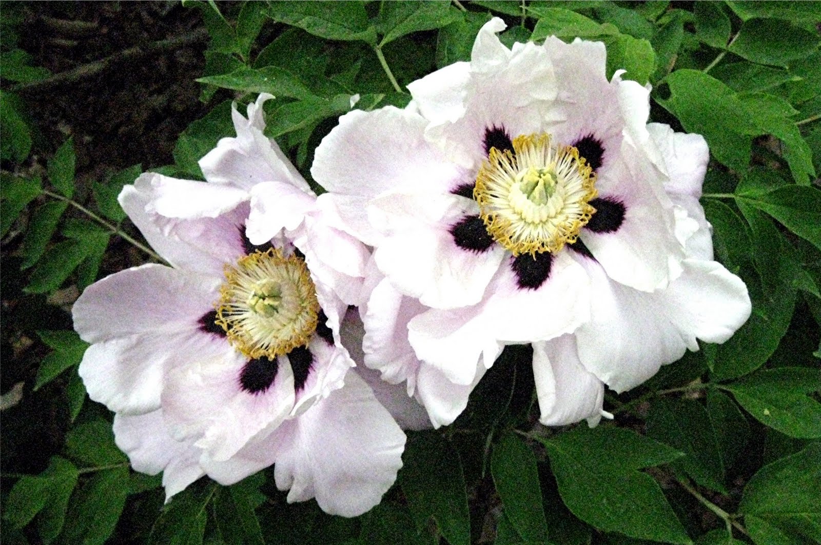 1003 Gardens: Paeonea obovata, Paeonea cv., Paeonia 'Heron'