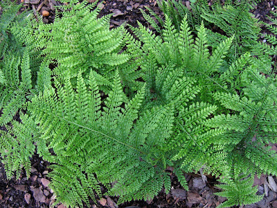 1003 Gardens: Odontosoria chinensis: Chinese Creeping Fern