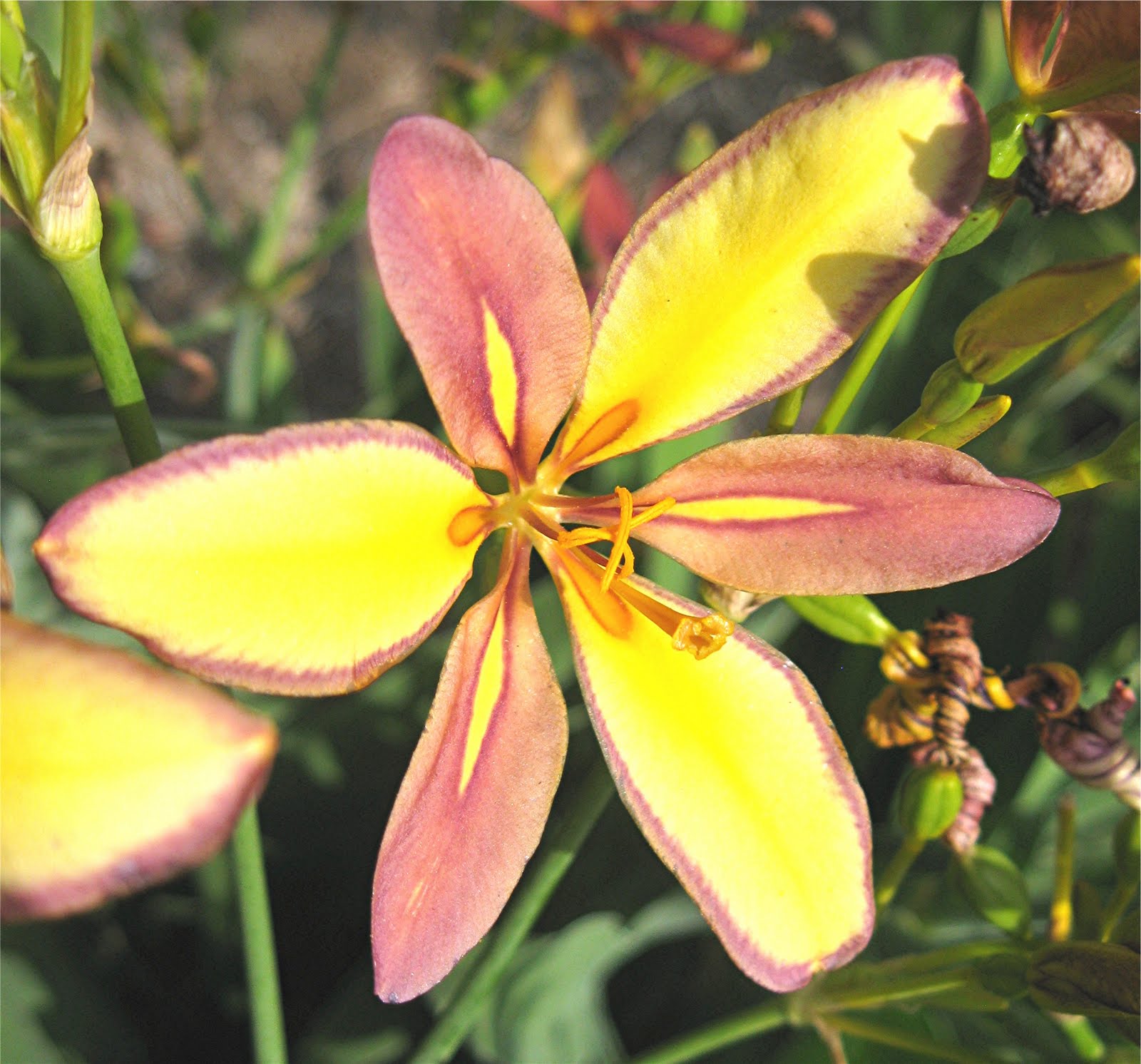 1003 Gardens: Candy Lily, Pardancanda norissii: whatever you call them ...