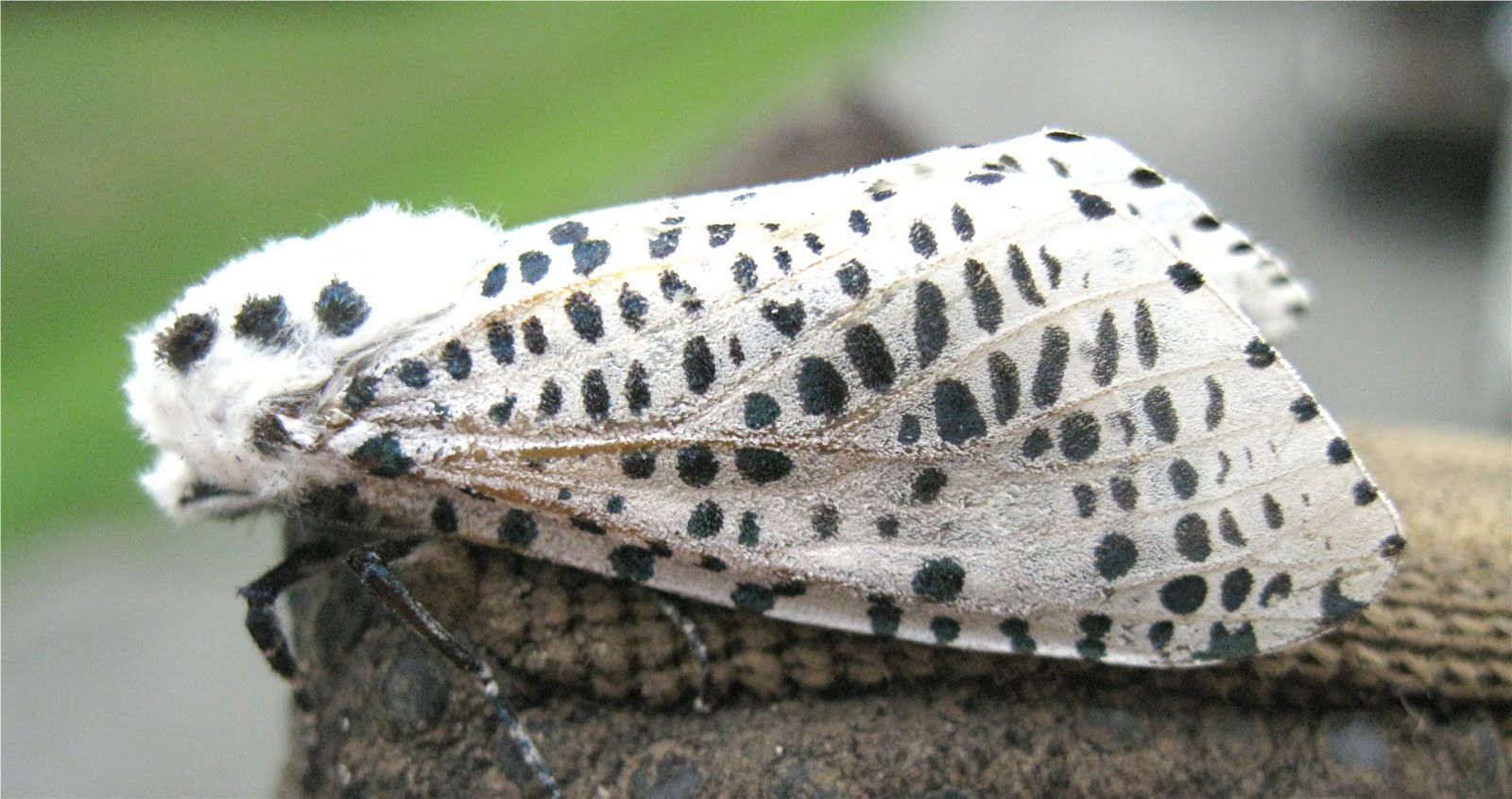 1003 Gardens: Leopard Moth, Zeuzera pyrina....it's a big one, almost 3 ...